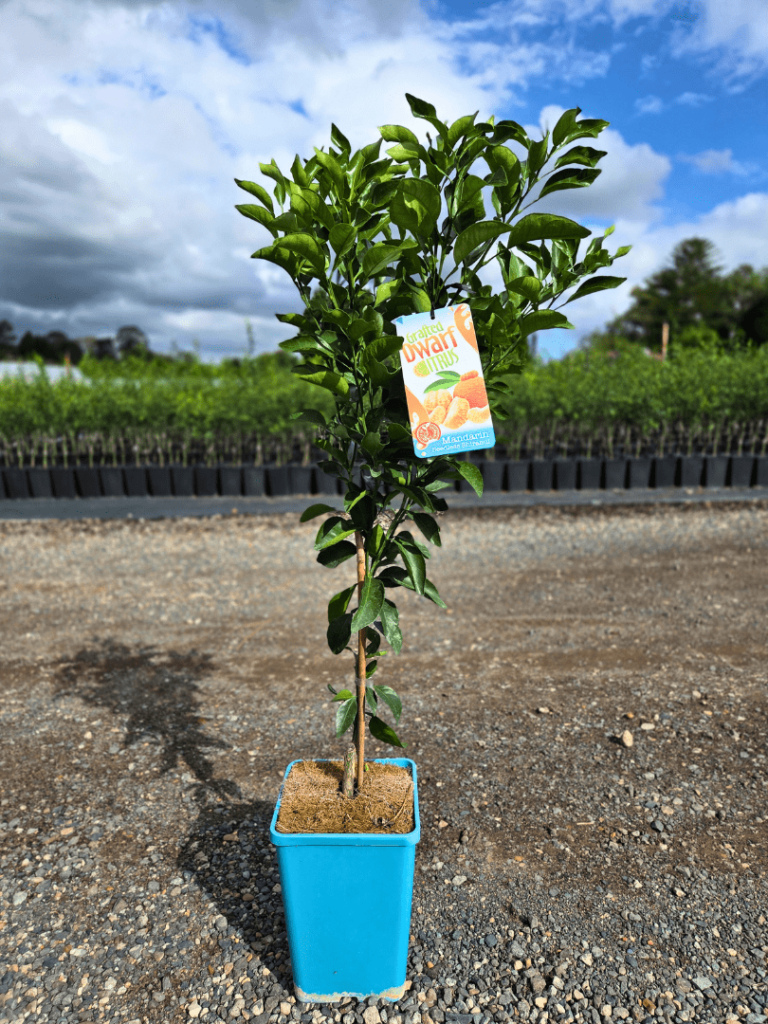 Dwarf Shiranui Mandarin – 200mm Pot – Engall's Nursery