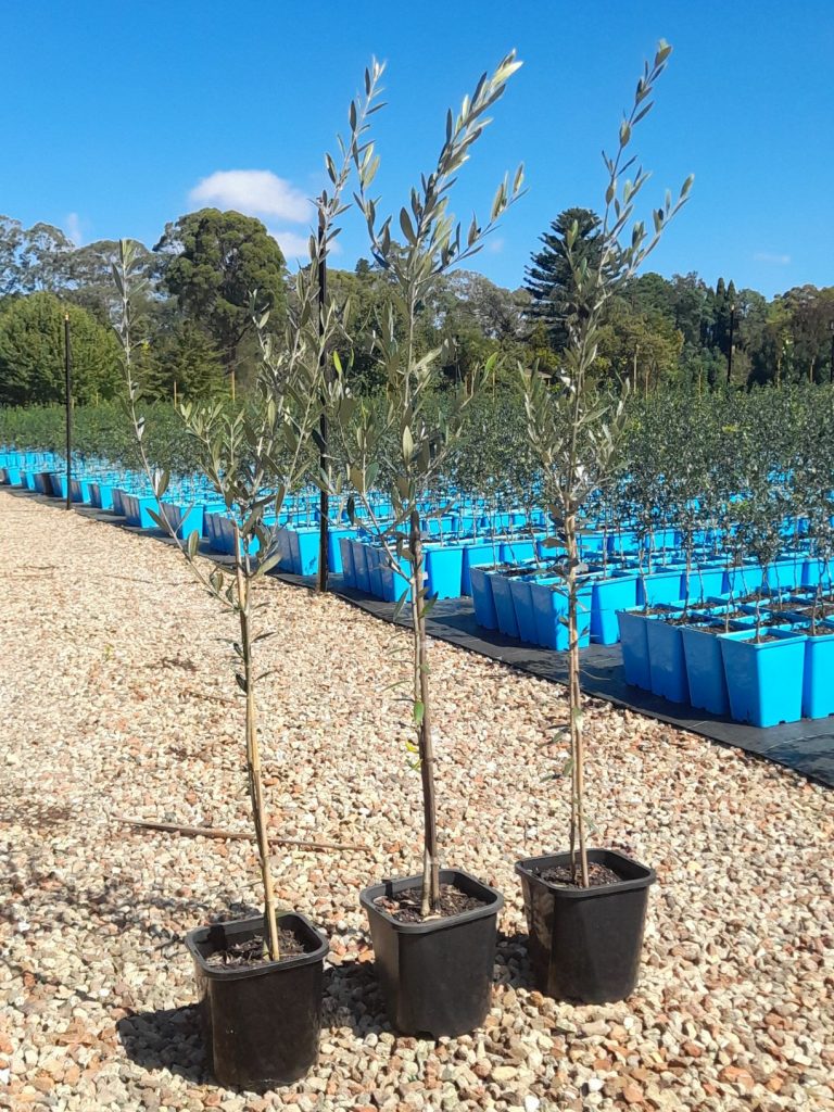 Frantoio Olive – Engall's Nursery