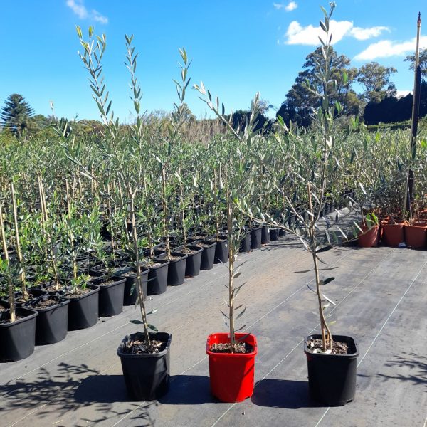 Frantoio Olive – Engall's Nursery
