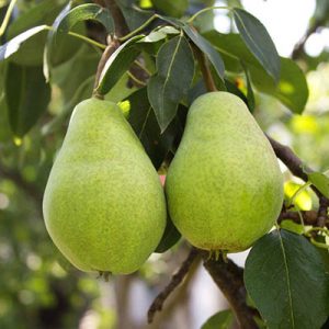 Pear Trees – Engall's Nursery