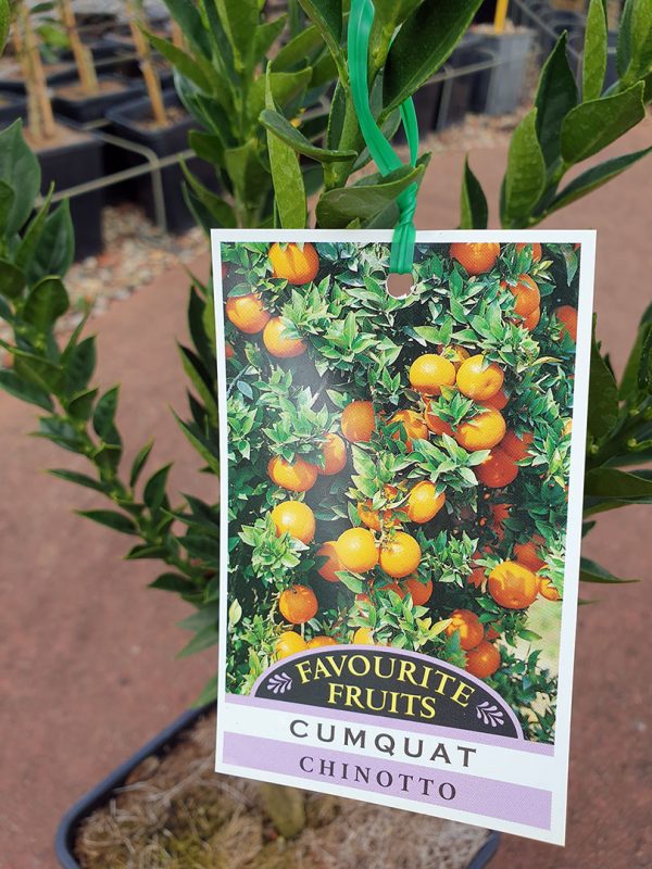 Chinotto – Engall's Nursery