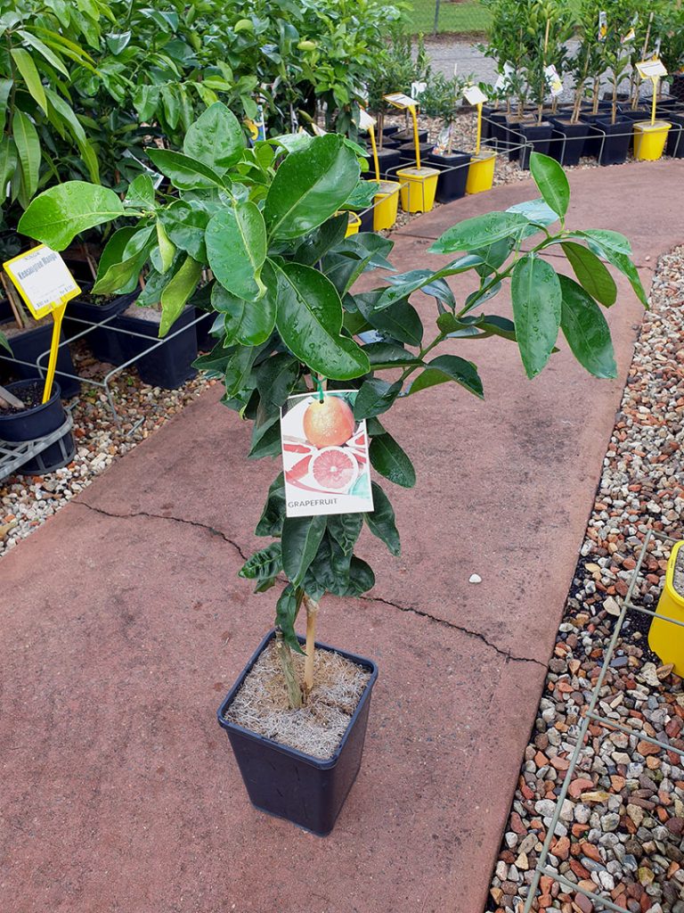 Rio Red Grapefruit – 200mm Pot – Engall's Nursery