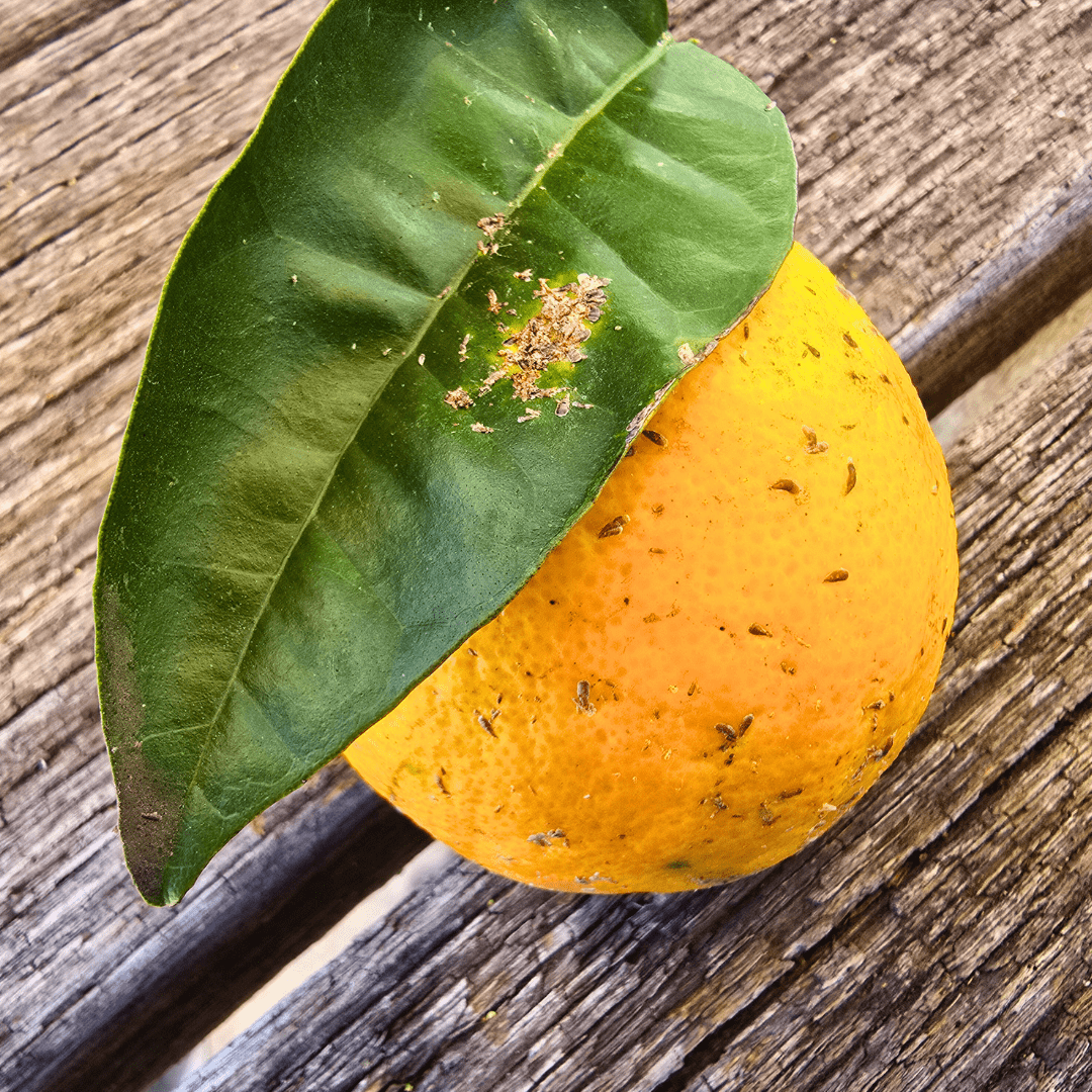 Citrus Pests – Engall's Nursery