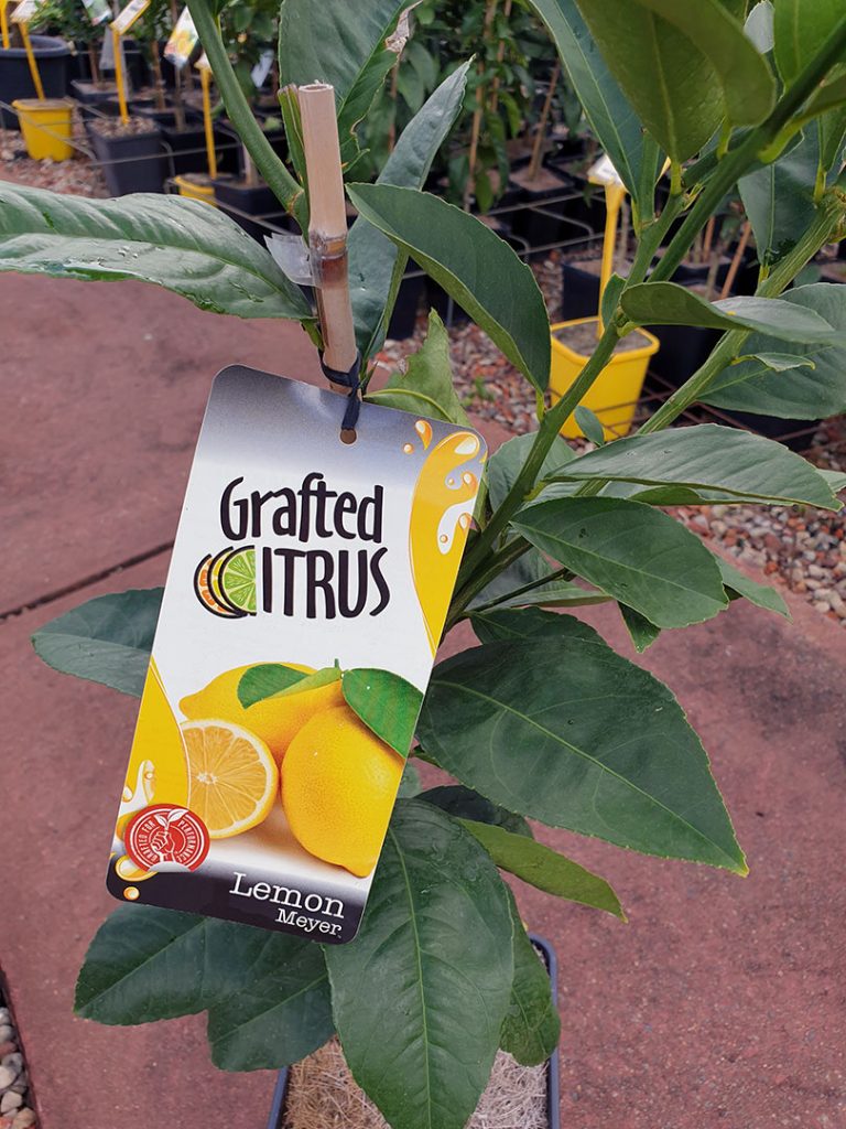 Meyer Lemon – 200mm Pot – Engall's Nursery