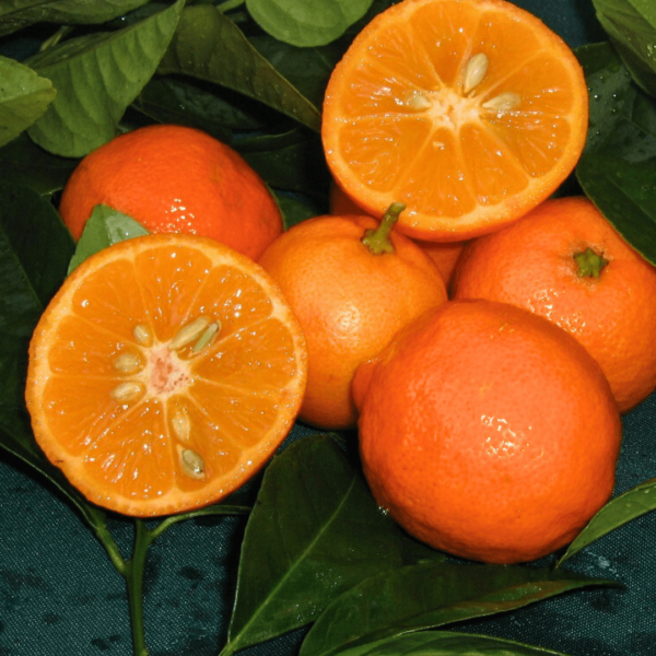 Limes – Engall's Nursery