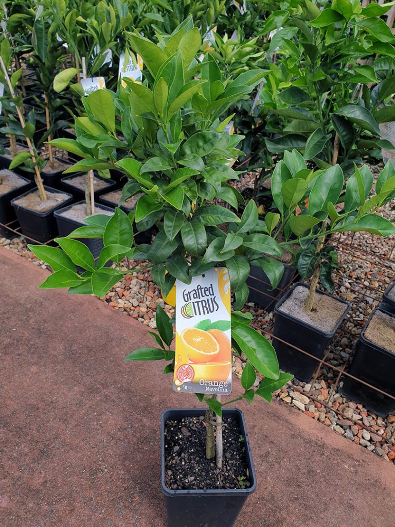 Navelina Navel Orange – 200mm Pot – Engall's Nursery