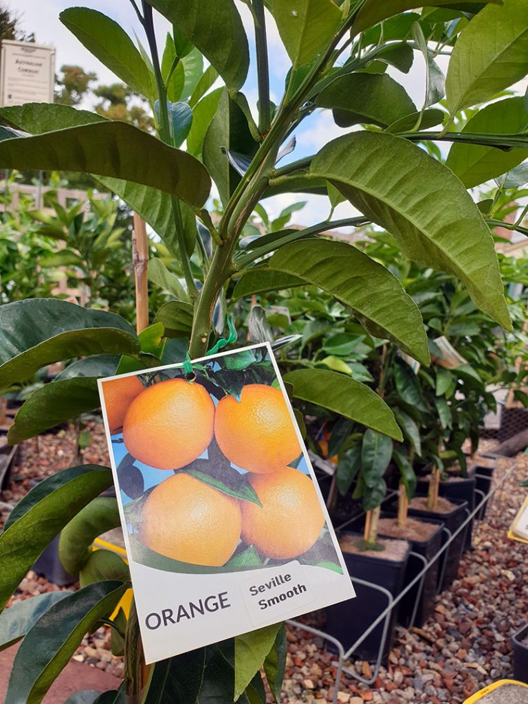 Seville Orange (Smooth) – 200mm Pot – Engall's Nursery