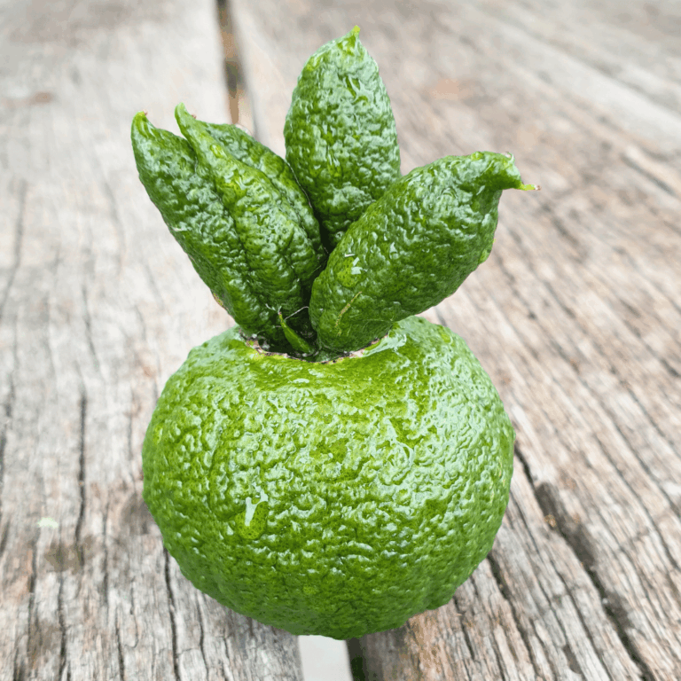 Citrus Pests – Engall's Nursery
