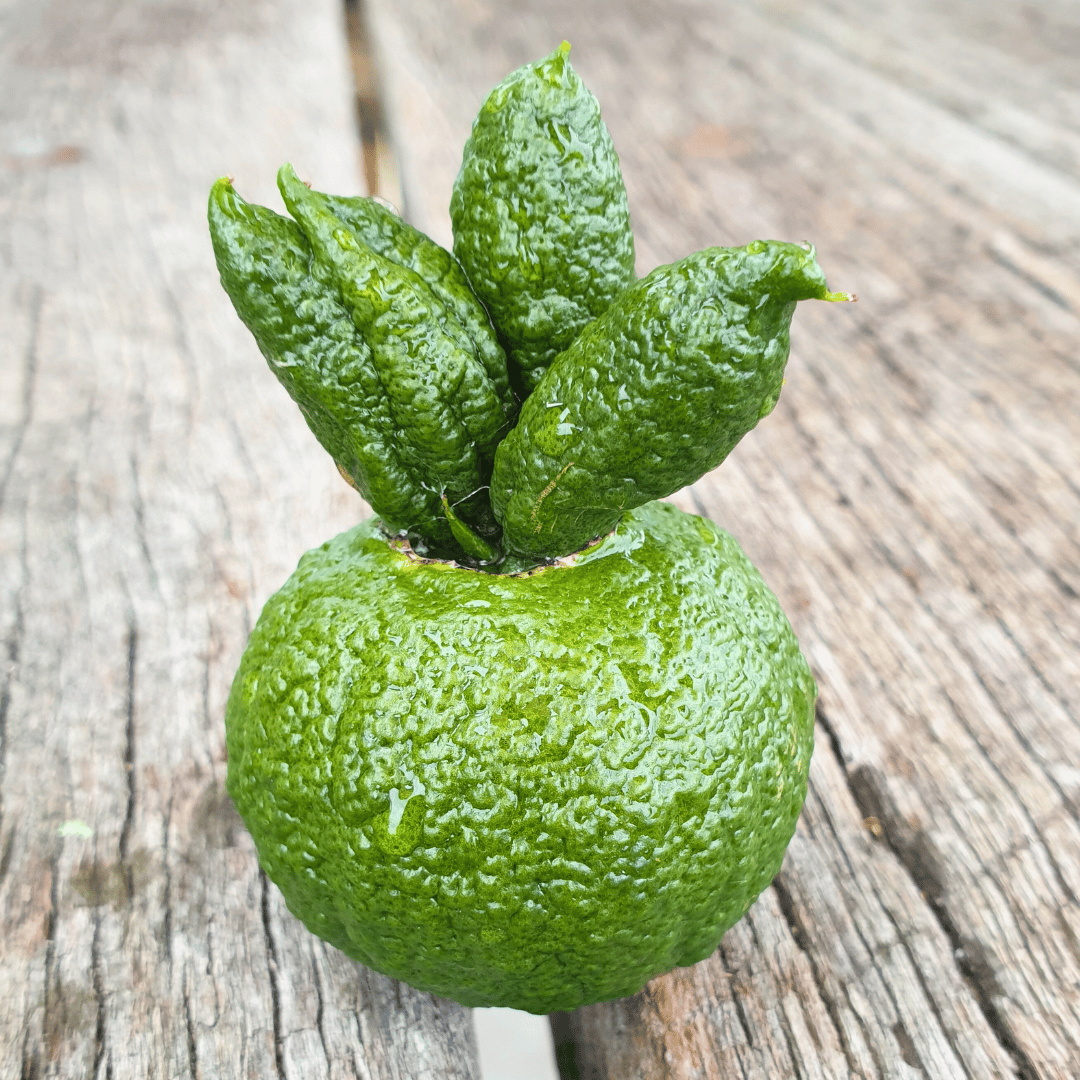 Citrus Pests – Engall's Nursery