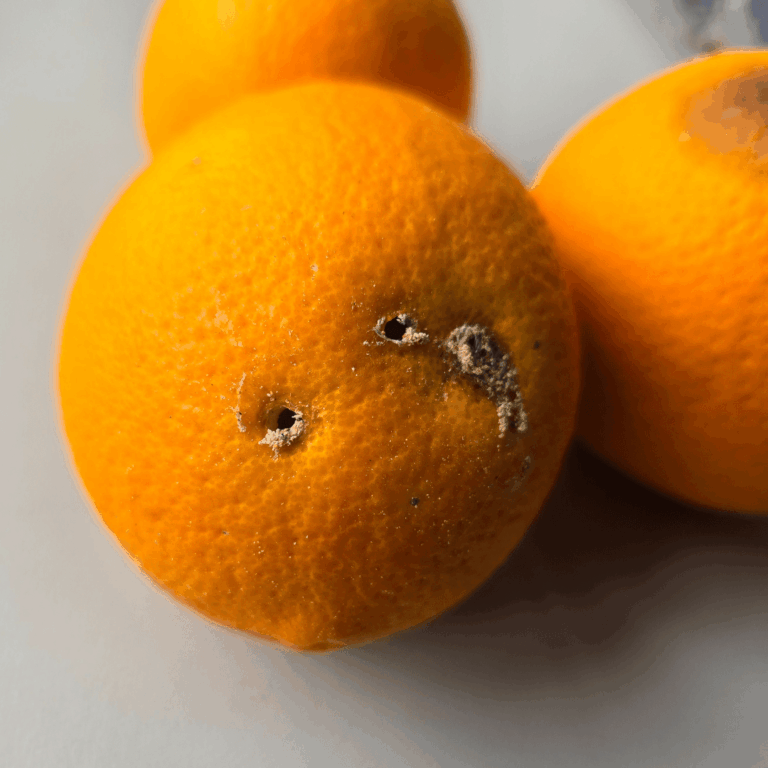 Citrus Pests – Engall's Nursery