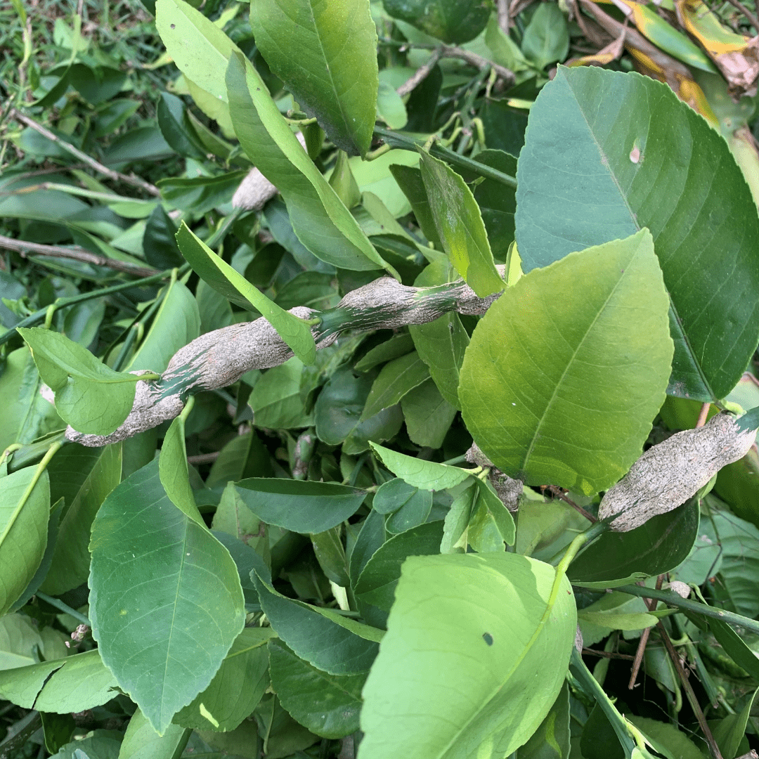 Citrus Pests – Engall's Nursery