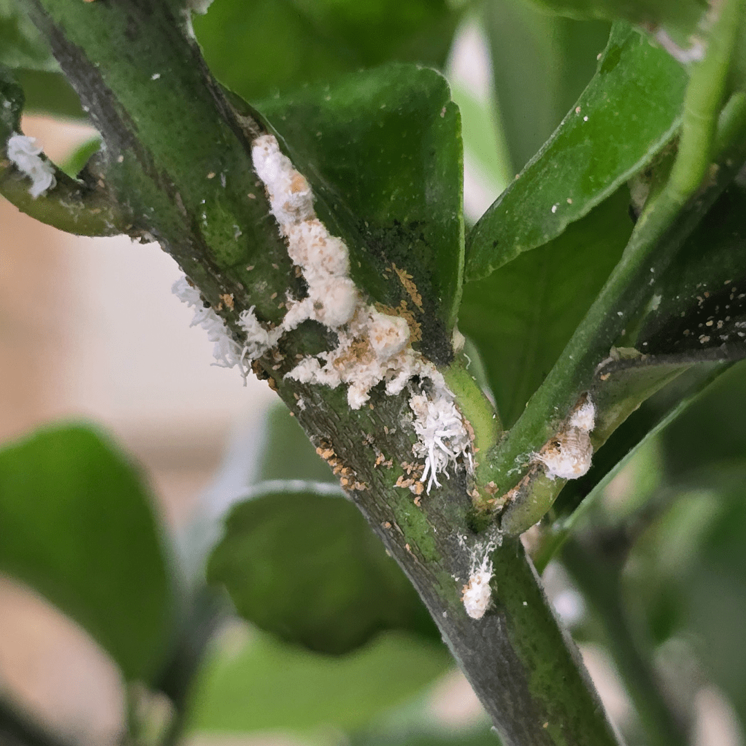 Citrus Pests – Engall's Nursery