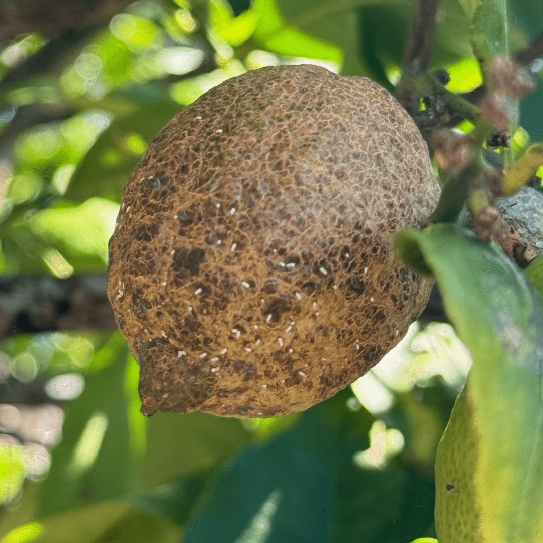 Citrus Pests – Engall's Nursery