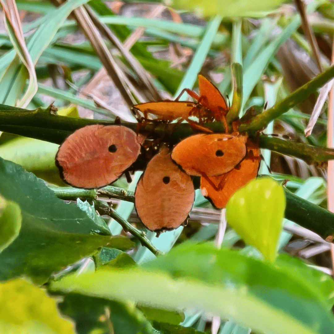 Citrus Pests – Engall's Nursery
