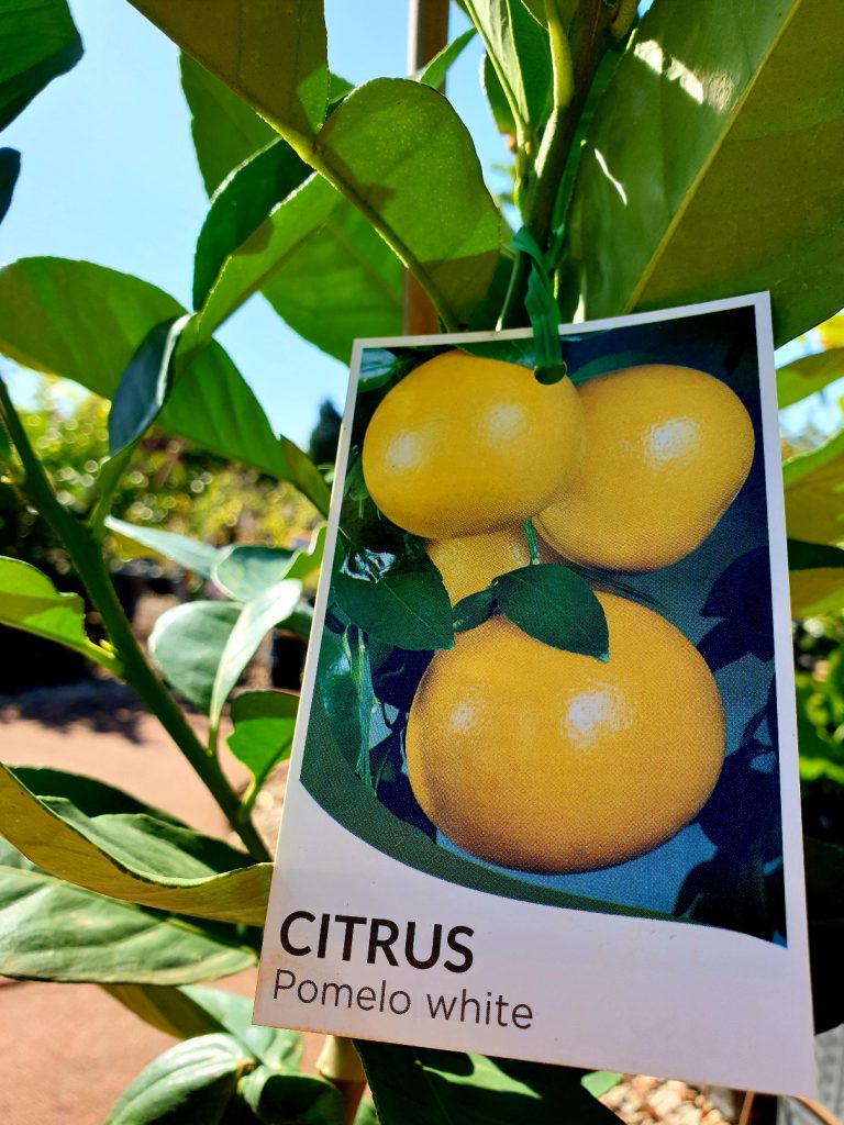 Pomelo Nam Roi – 200mm Pot – Engall's Nursery