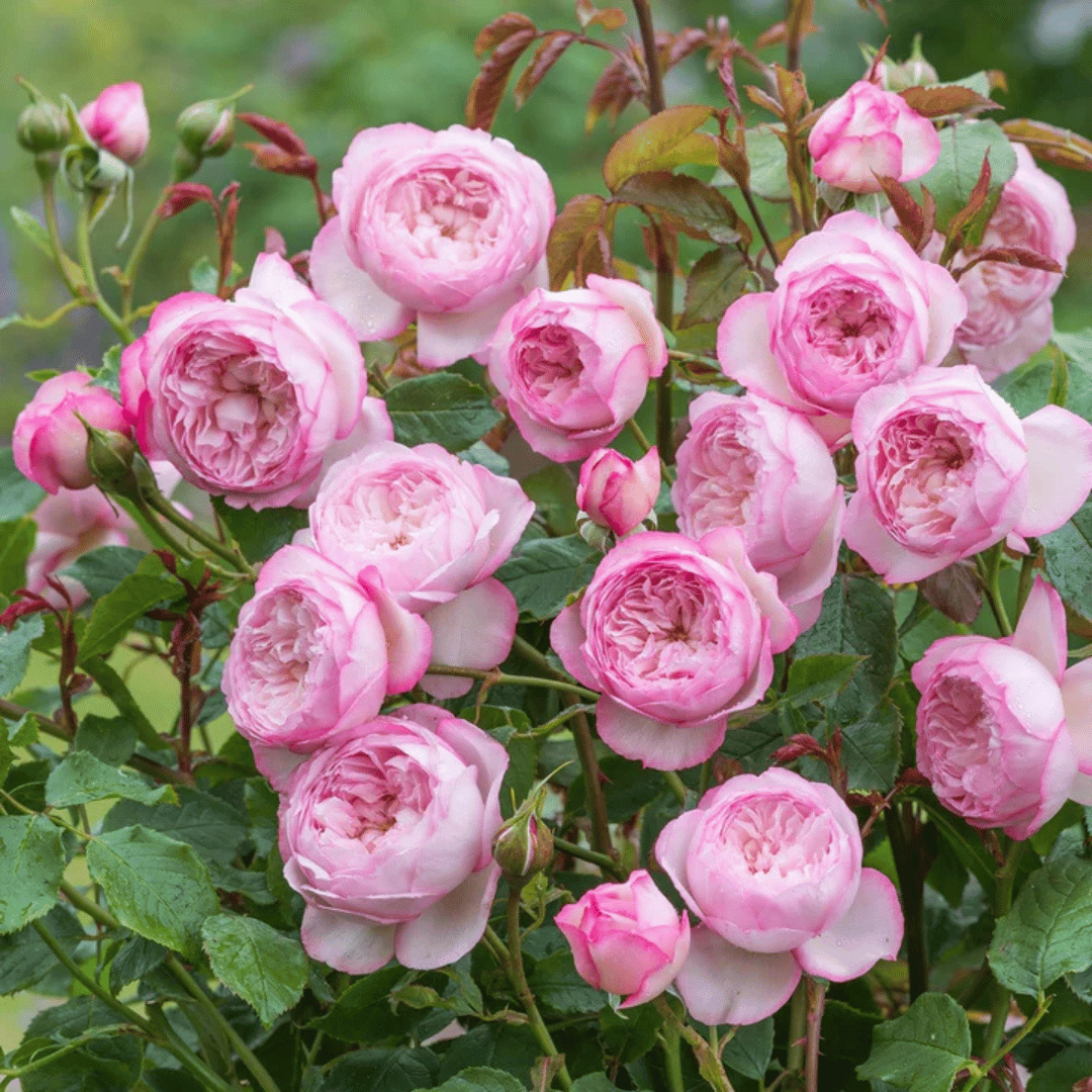 David Austin Roses – Engall's Nursery