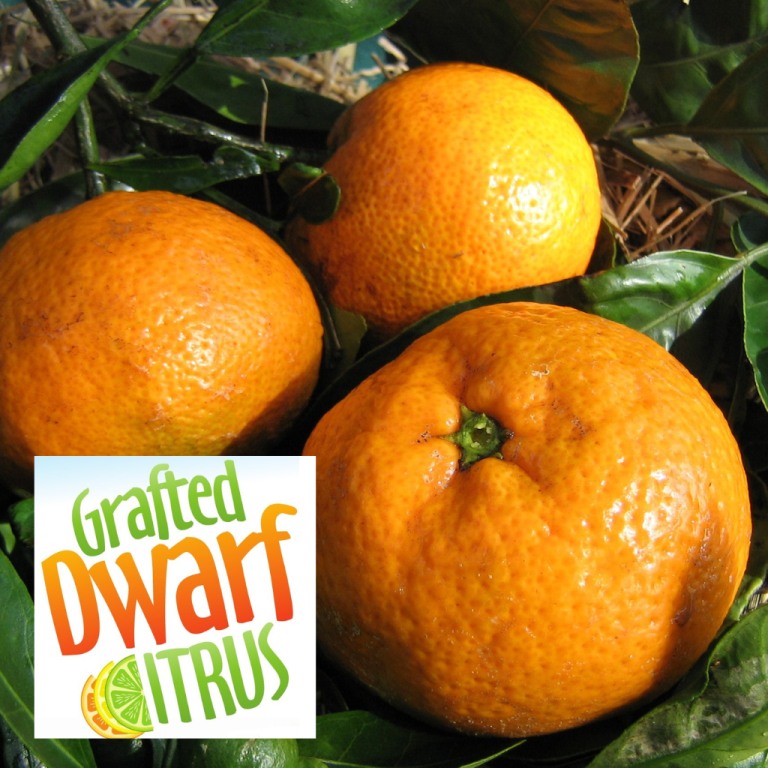 Dwarf Mandarins – Engall's Nursery