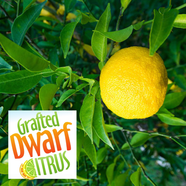 Dwarf Speciality Citrus – Engall's Nursery