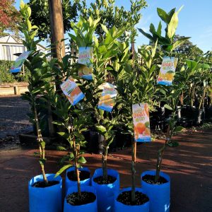 Dwarf Rio Red Grapefruit – Engall's Nursery
