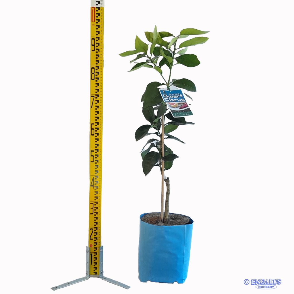 Dwarf Rio Red Grapefruit – 200mm Pot – Engall's Nursery