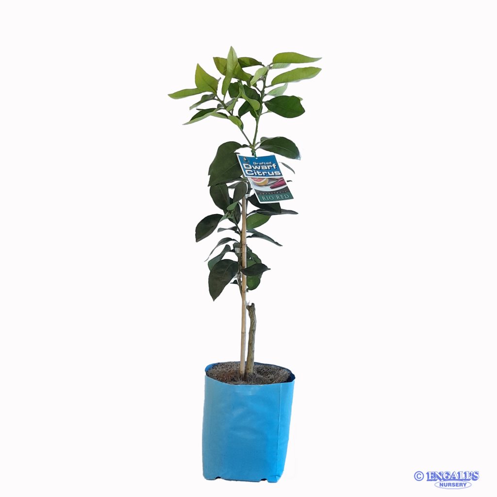 Dwarf Rio Red Grapefruit – 200mm Pot – Engall's Nursery