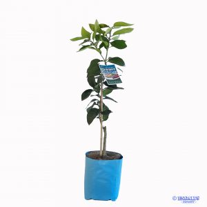 Dwarf Rio Red Grapefruit – 200mm Pot – Engall's Nursery