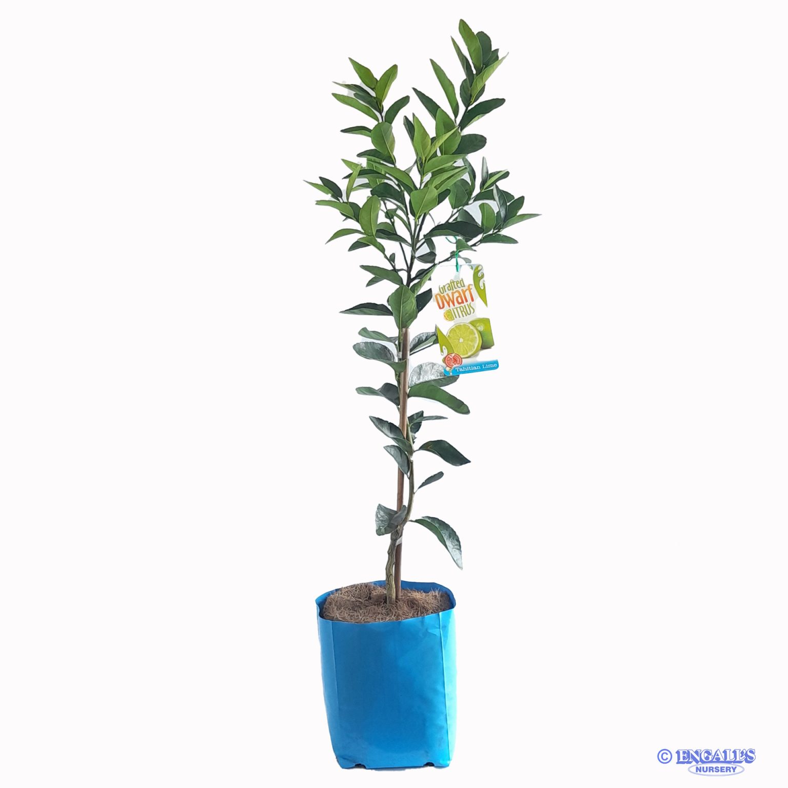 Dwarf Tahitian Lime – 200mm Pot – Engall's Nursery