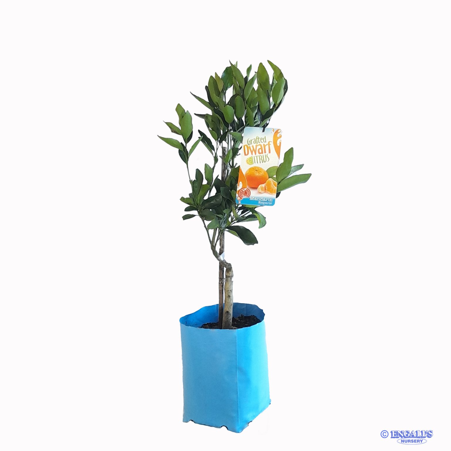 Dwarf Emperor Mandarin – 200mm Pot – Engall's Nursery