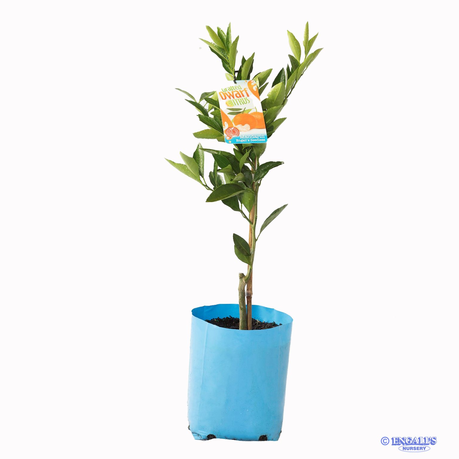 Dwarf Robbie Engall’s Seedless Mandarin – 200mm Pot – Engall's Nursery