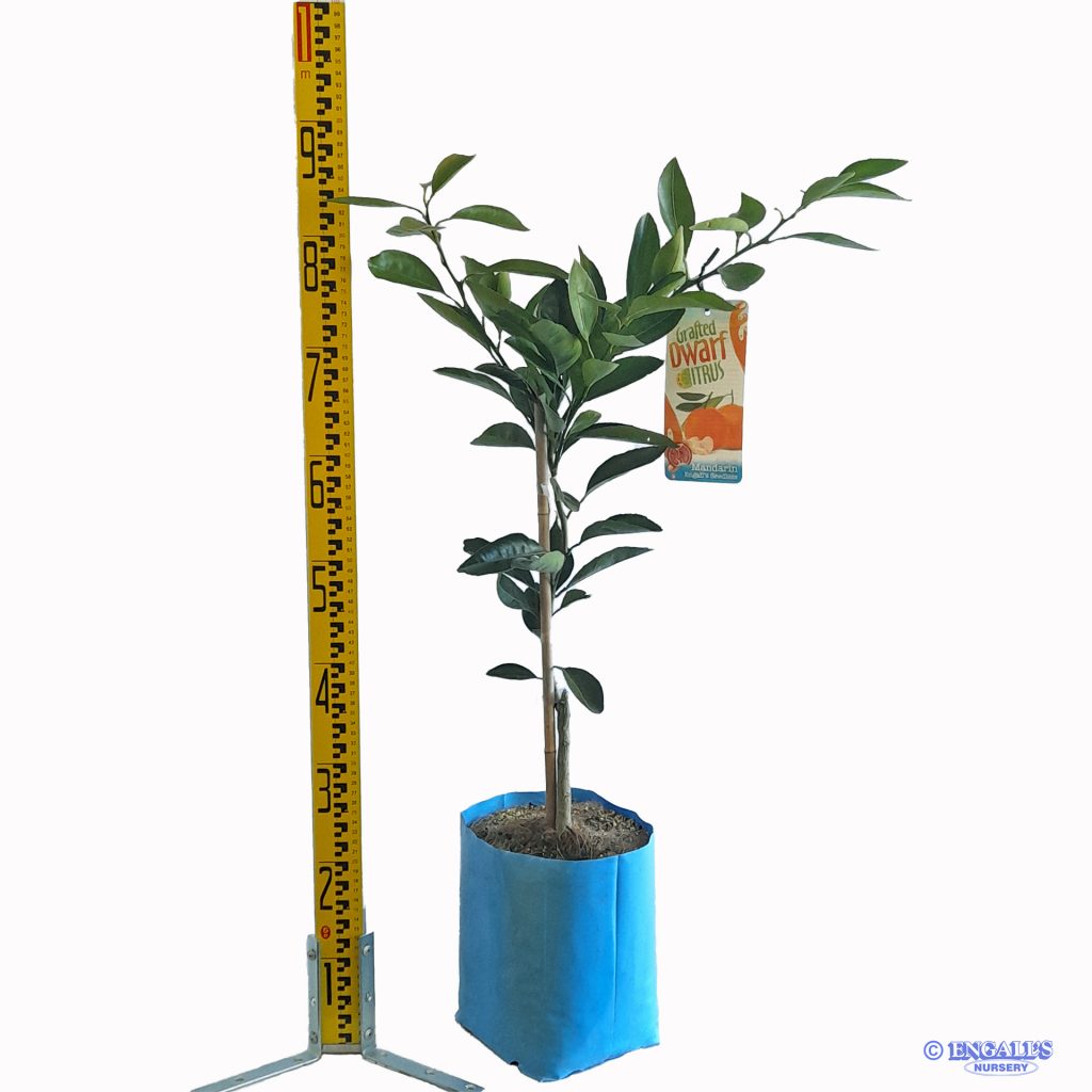 Dwarf Robbie Engall’s Seedless Mandarin – 200mm Pot – Engall's Nursery