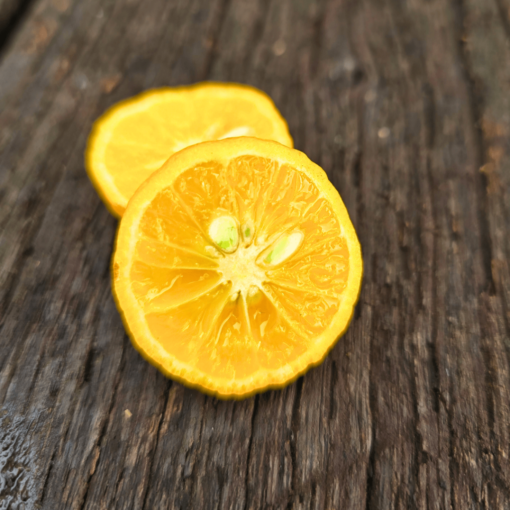 Indonesian Lime – Engall's Nursery