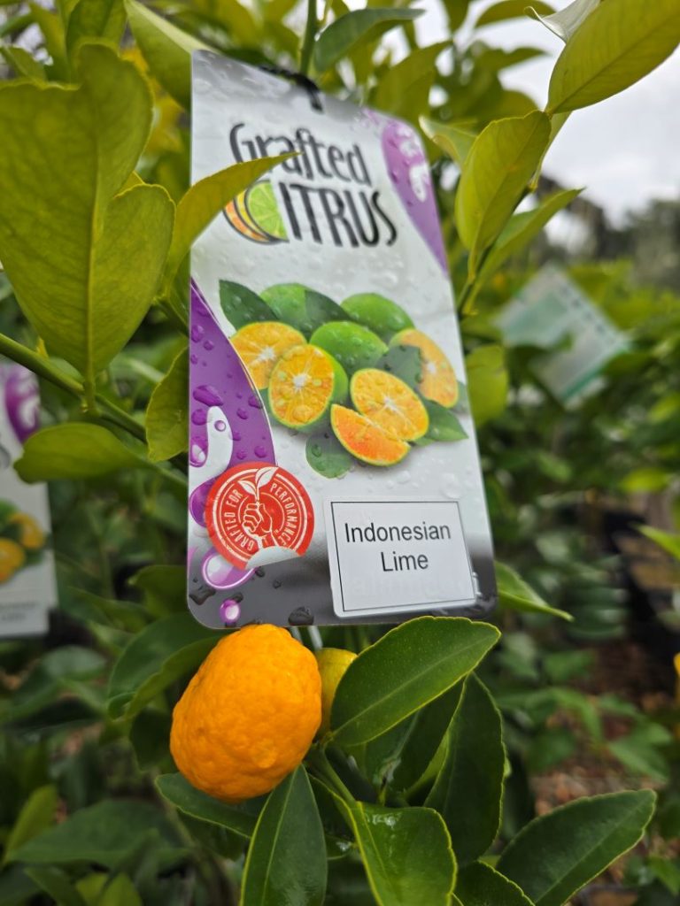 Indonesian Lime – Engall's Nursery