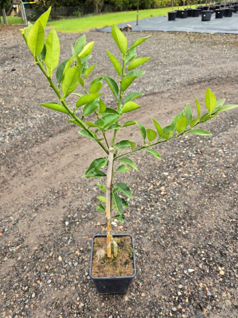 Indonesian Lime – Engall's Nursery