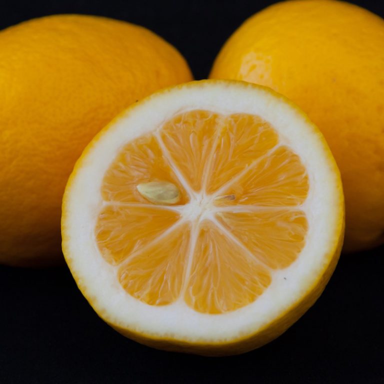 Dwarf Lemon Meyer – 200mm Pot – Engall's Nursery