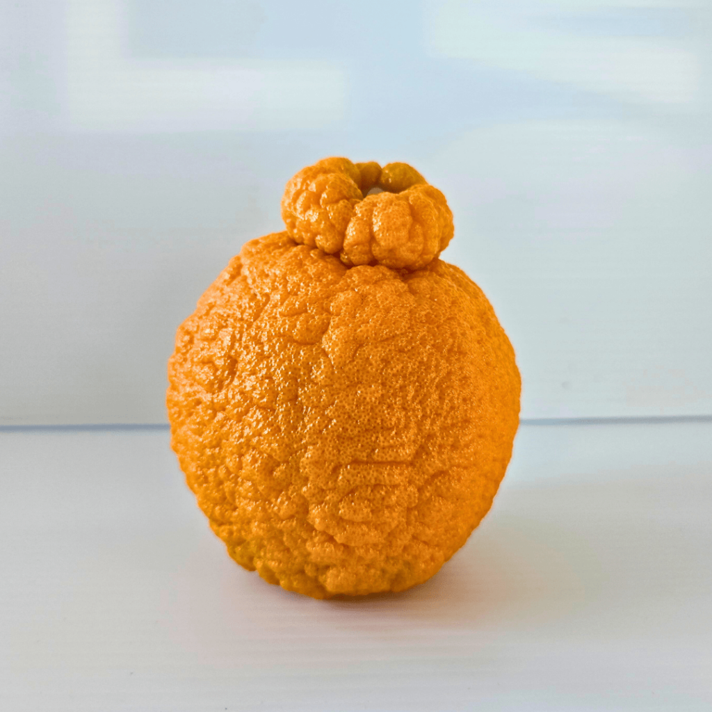 Shiranui Mandarin – 200mm Pot – Engall's Nursery
