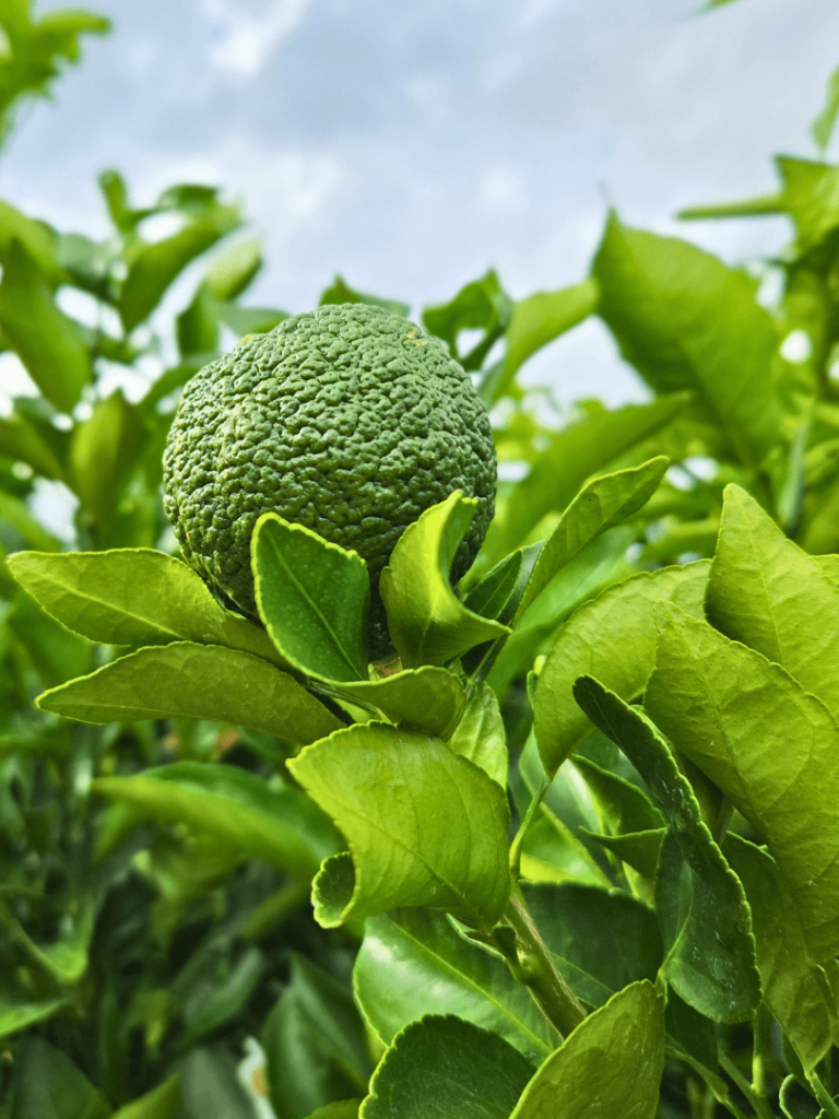 Shiranui Mandarin – 200mm Pot – Engall's Nursery