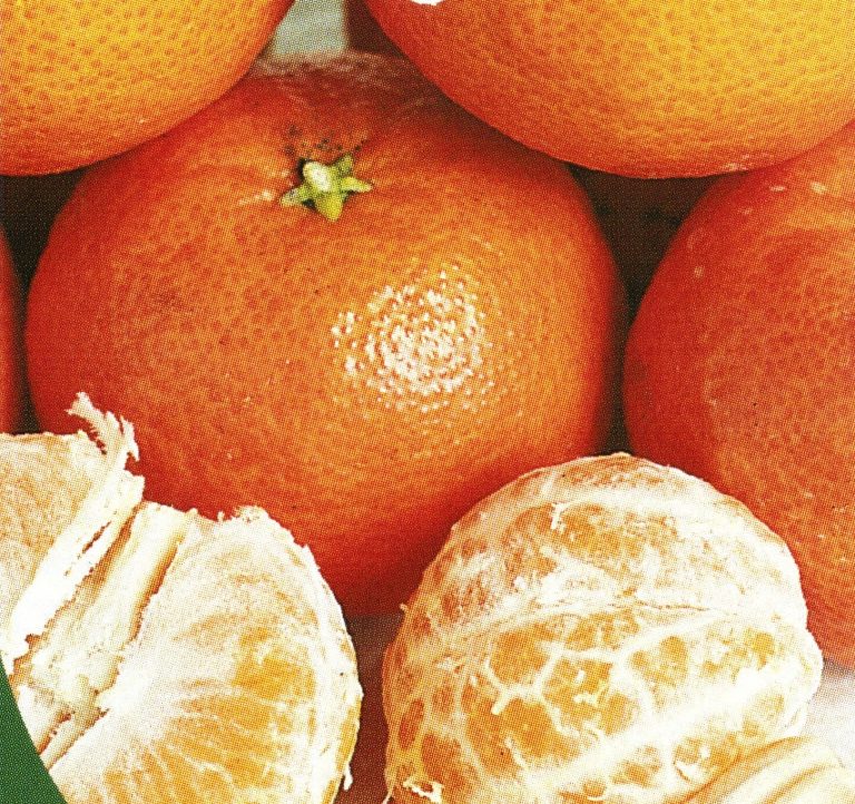 Mandarins – Engall's Nursery
