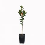 Afourer Mandarin – 200mm Pot – Engall's Nursery