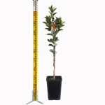Afourer Mandarin – 200mm Pot – Engall's Nursery