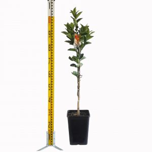 Afourer Mandarin – 200mm Pot – Engall's Nursery