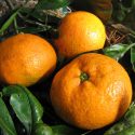 Mandarins – Engall's Nursery
