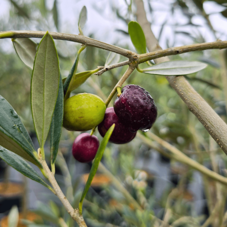 Frantoio Olive – 200mm Pot – Engall's Nursery