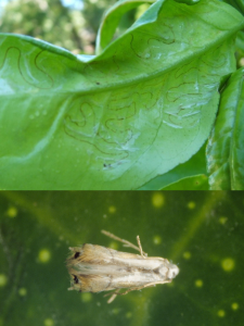 Citrus Pests – Engall's Nursery