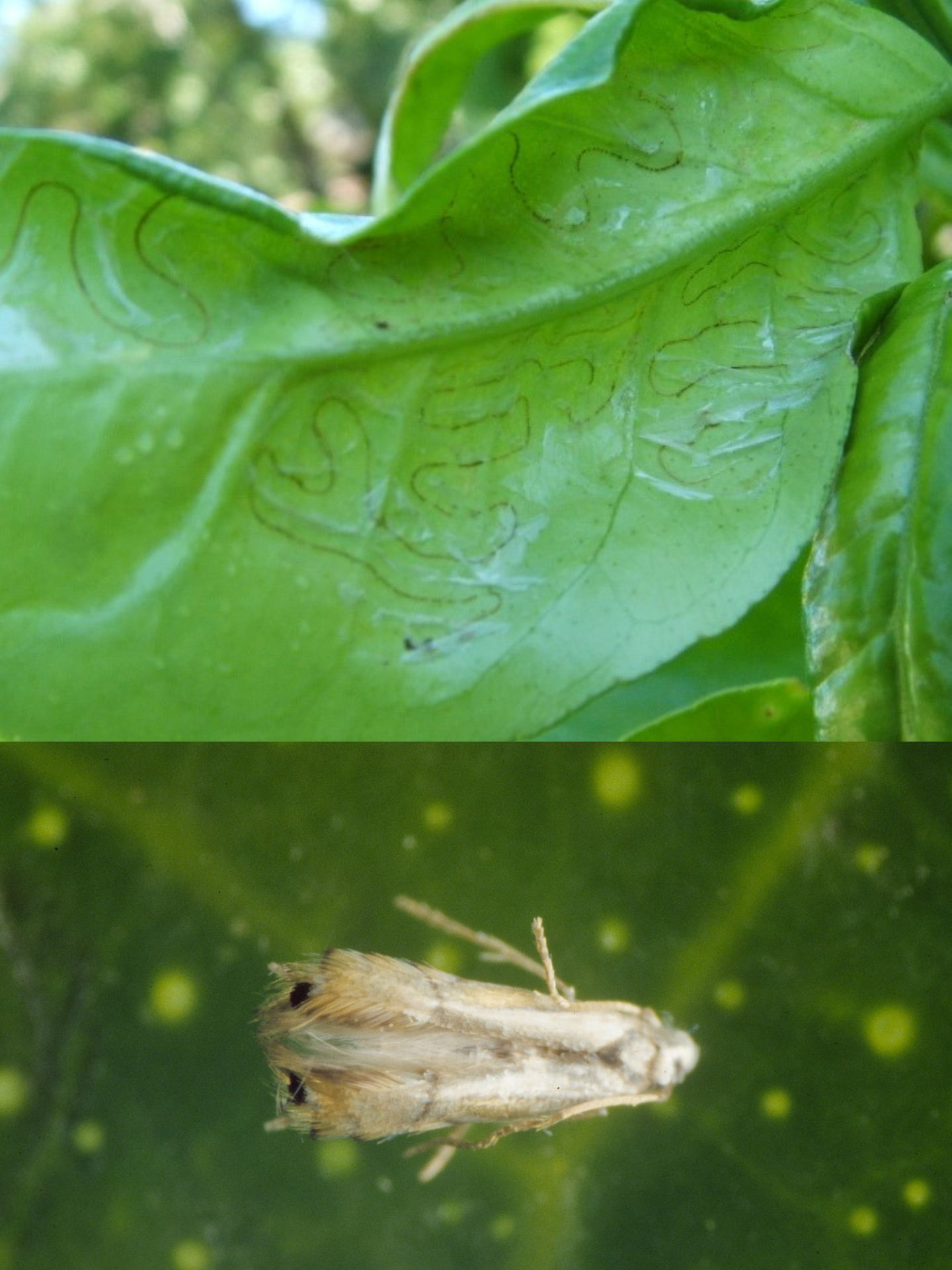 Citrus Pests – Engall's Nursery
