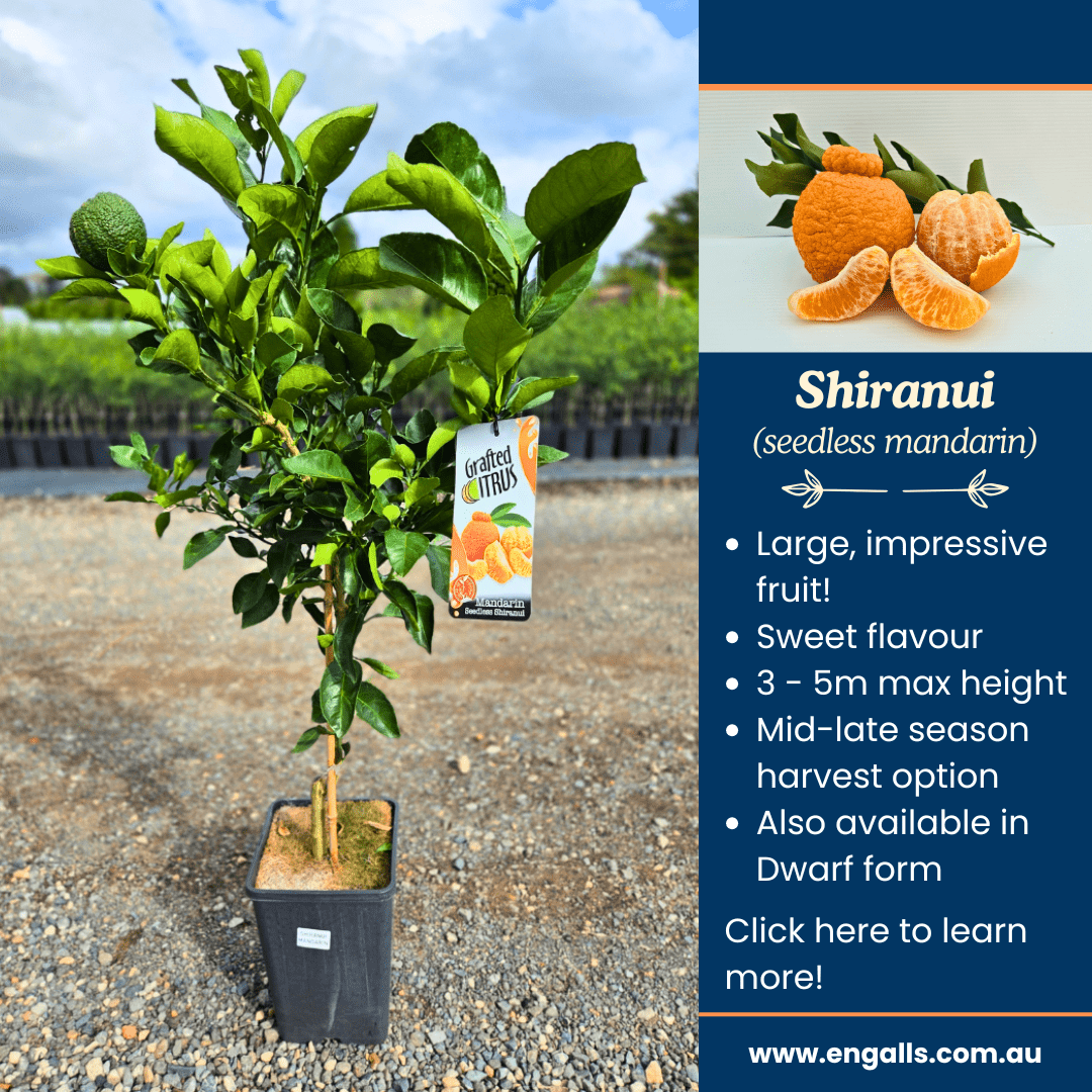 Engall's Nursery – Specialist Growers of Citrus, Fruit Trees, Olives ...