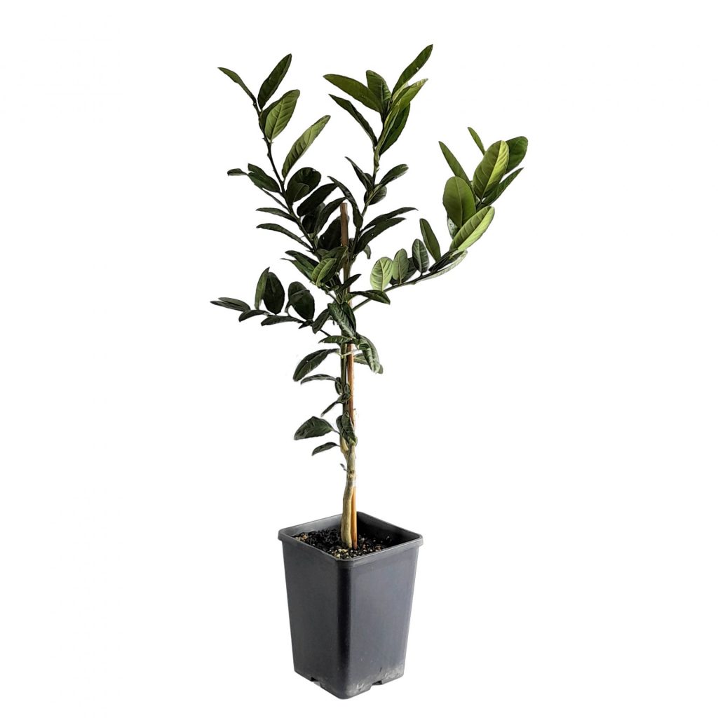 Etrog – 200mm Pot – Engall's Nursery