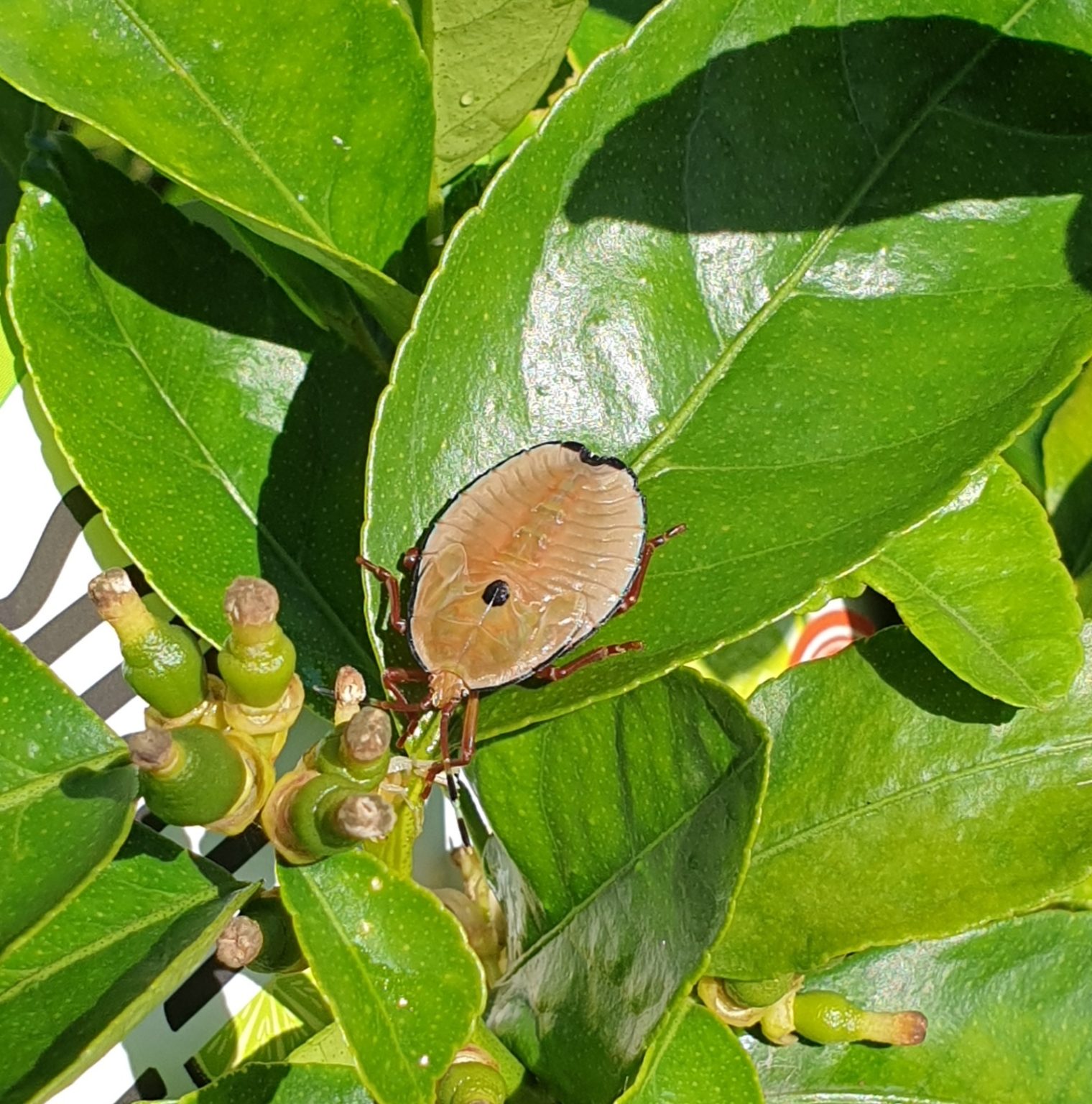 Citrus Pests – Engall's Nursery