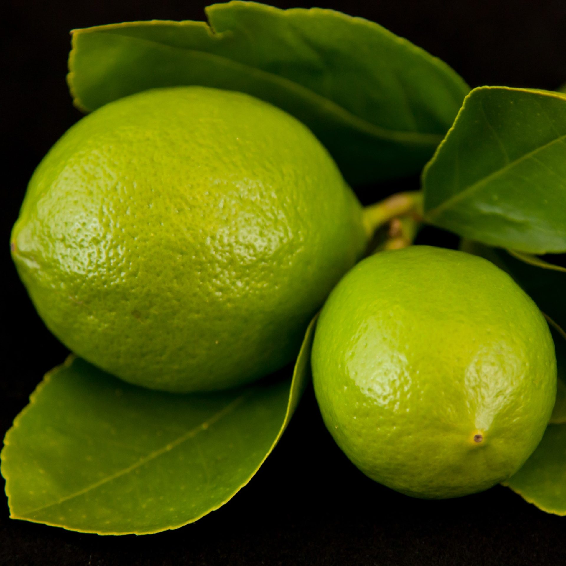 Limes – Engall's Nursery