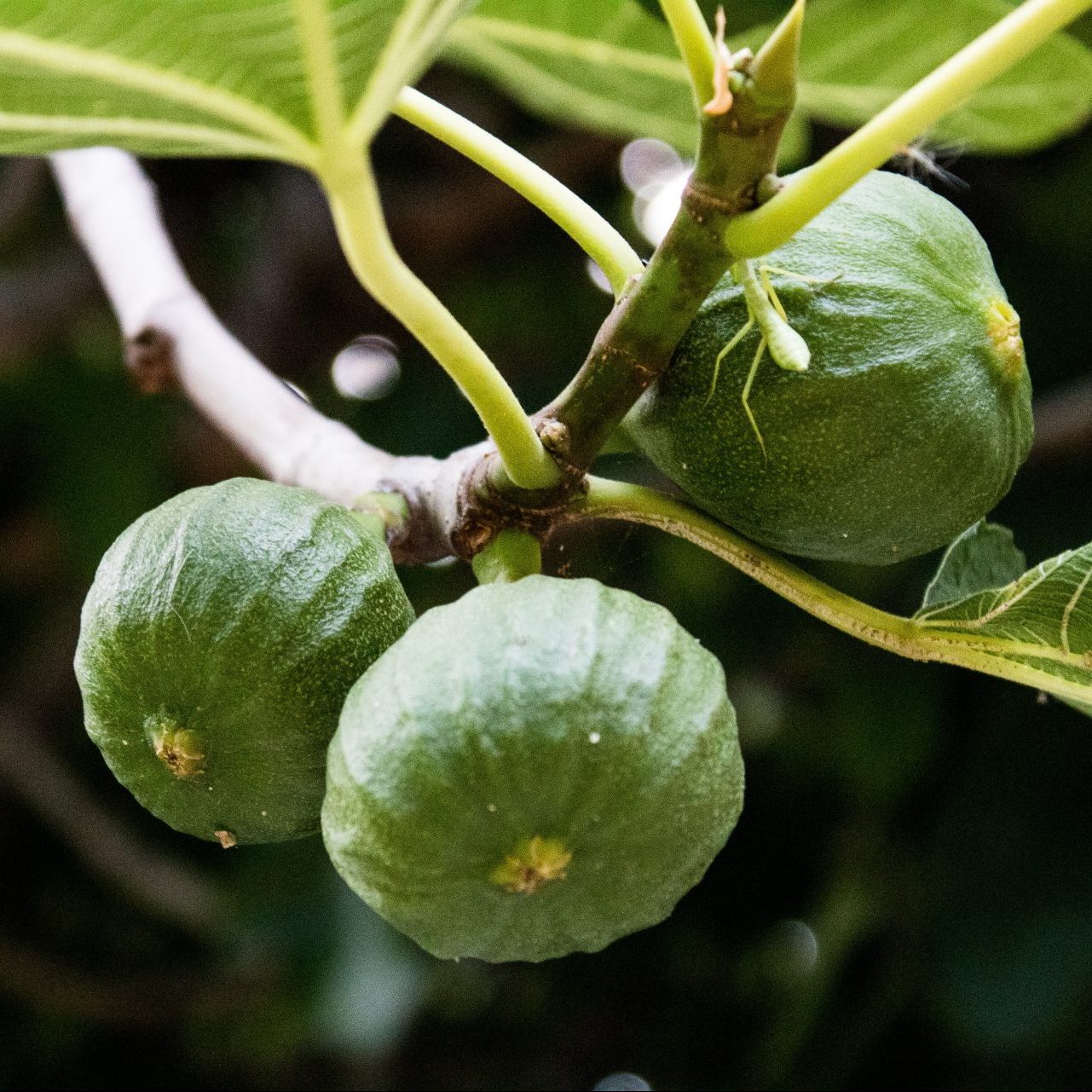 Fig Trees – Engall's Nursery
