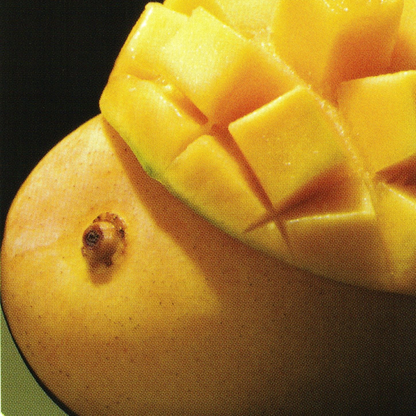Mango Trees – Engall's Nursery